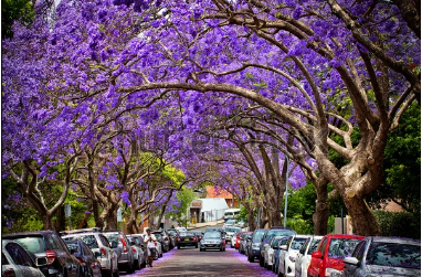 Choosing Your Ideal Upper North Shore Suburb - December 2022